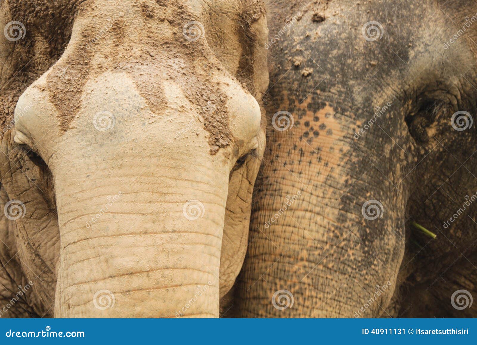 Elephant in love stock image. Image of wise, love, nature - 40911131