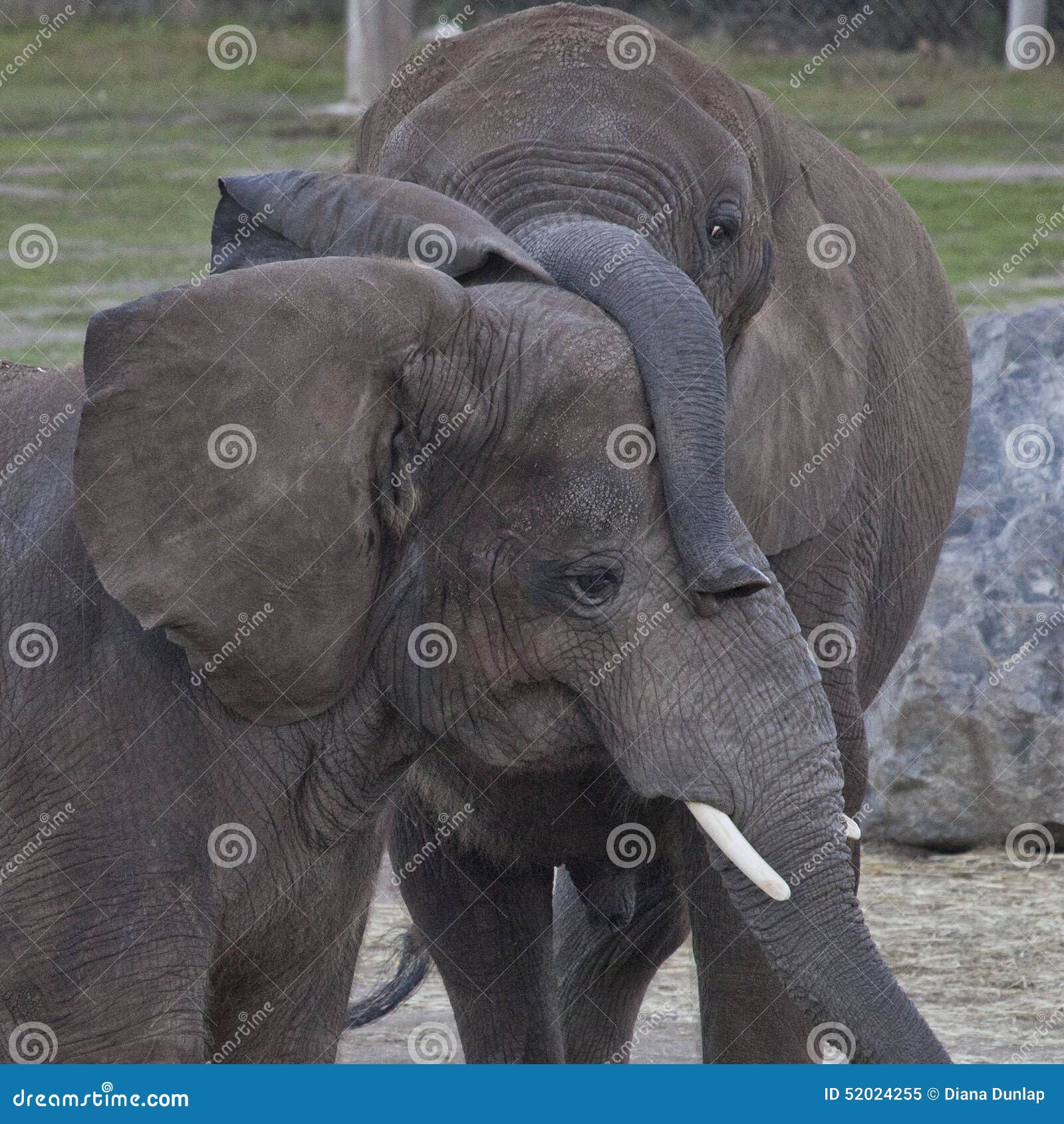 Elephant Love stock image. Image of animal, friendship - 52024255