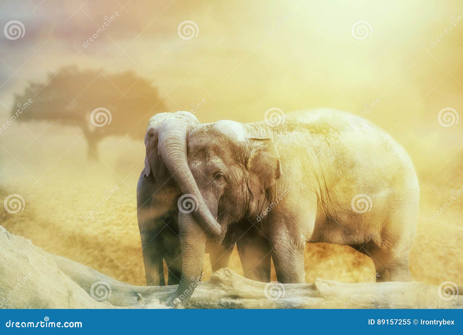 4,963 Elephant Love Photos - Free & Royalty-Free Stock Photos from ...