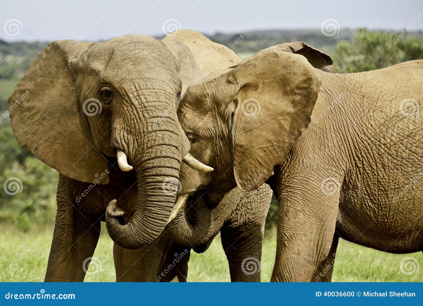 Elephant love stock photo. Image of trees, sibling, ears - 40036600