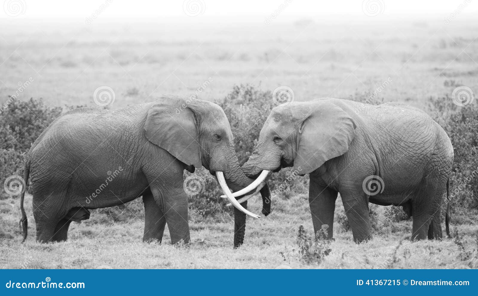 Elephant Love stock image. Image of tangled, trunksn - 41367215