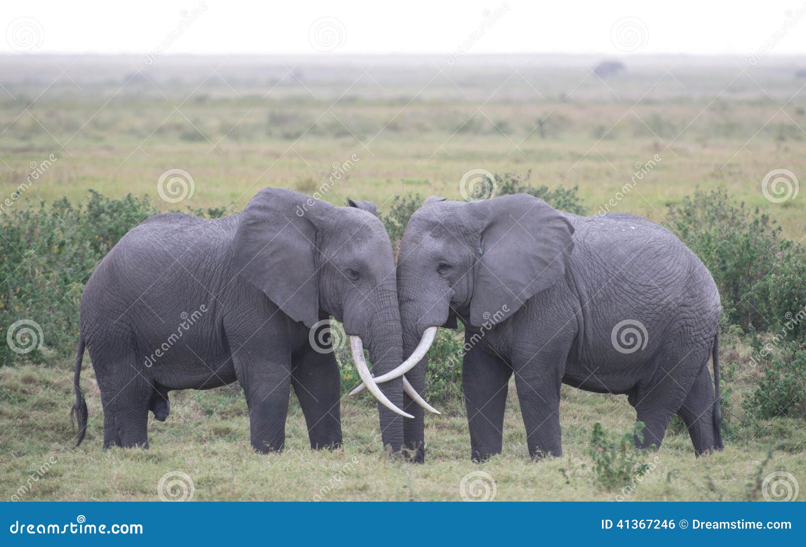 Elephant Love stock photo. Image of safari, sweet, elephant - 41367246