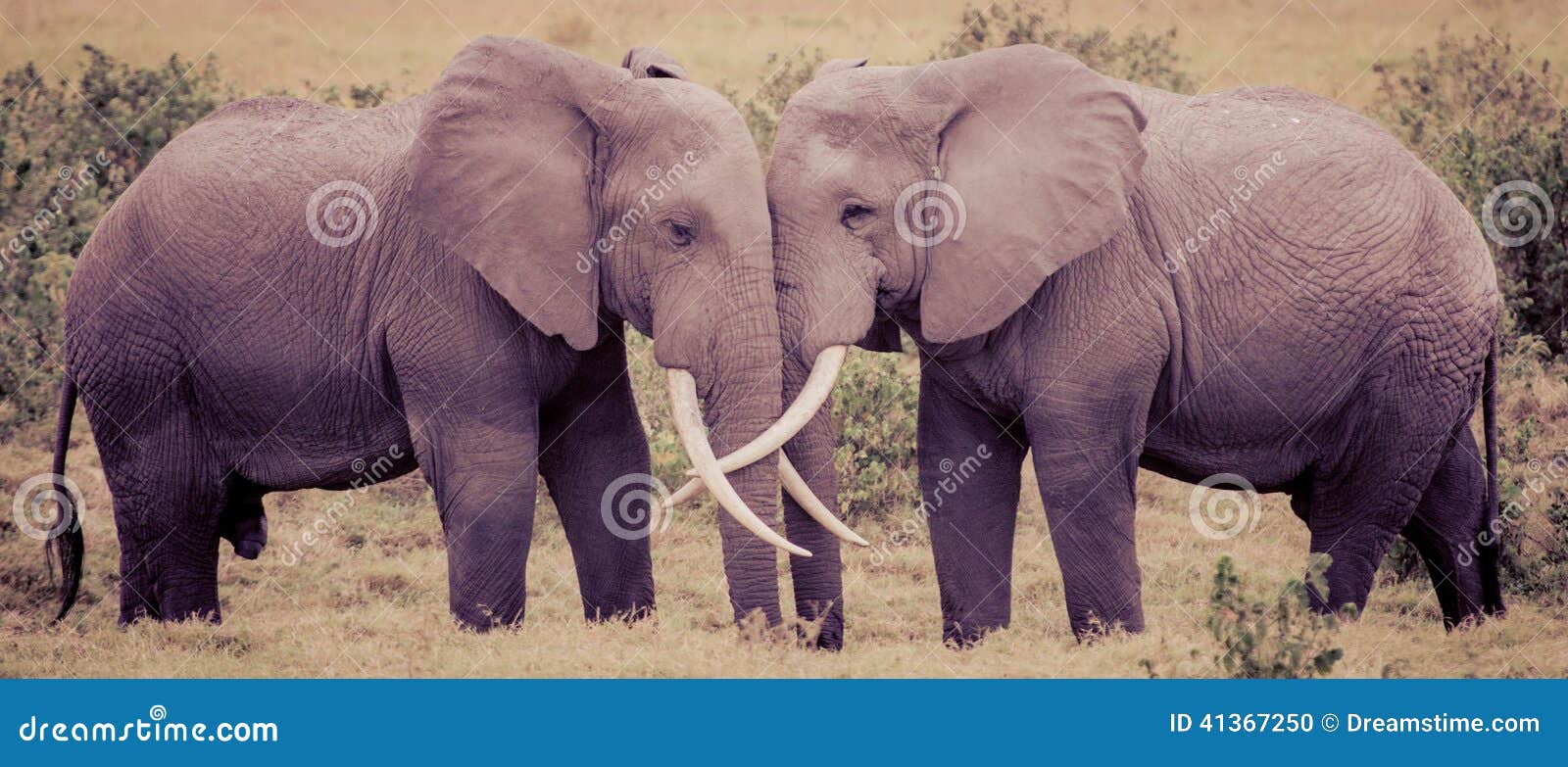 Elephant Love stock photo. Image of tusks, sweet, kissing - 41367250