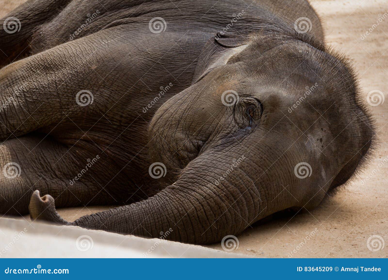 Elephant Lying on the Floor Stock Image - Image of thailand, single ...
