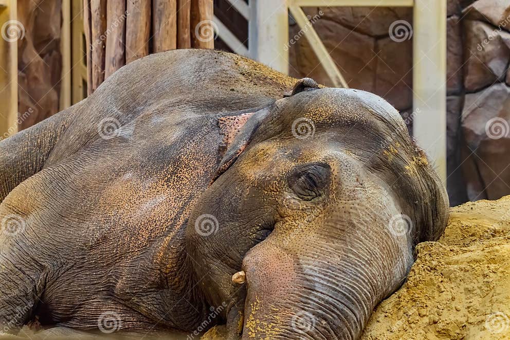 Elephant Lying on Its Side and Sleeping. Animal Close-up Stock Image ...