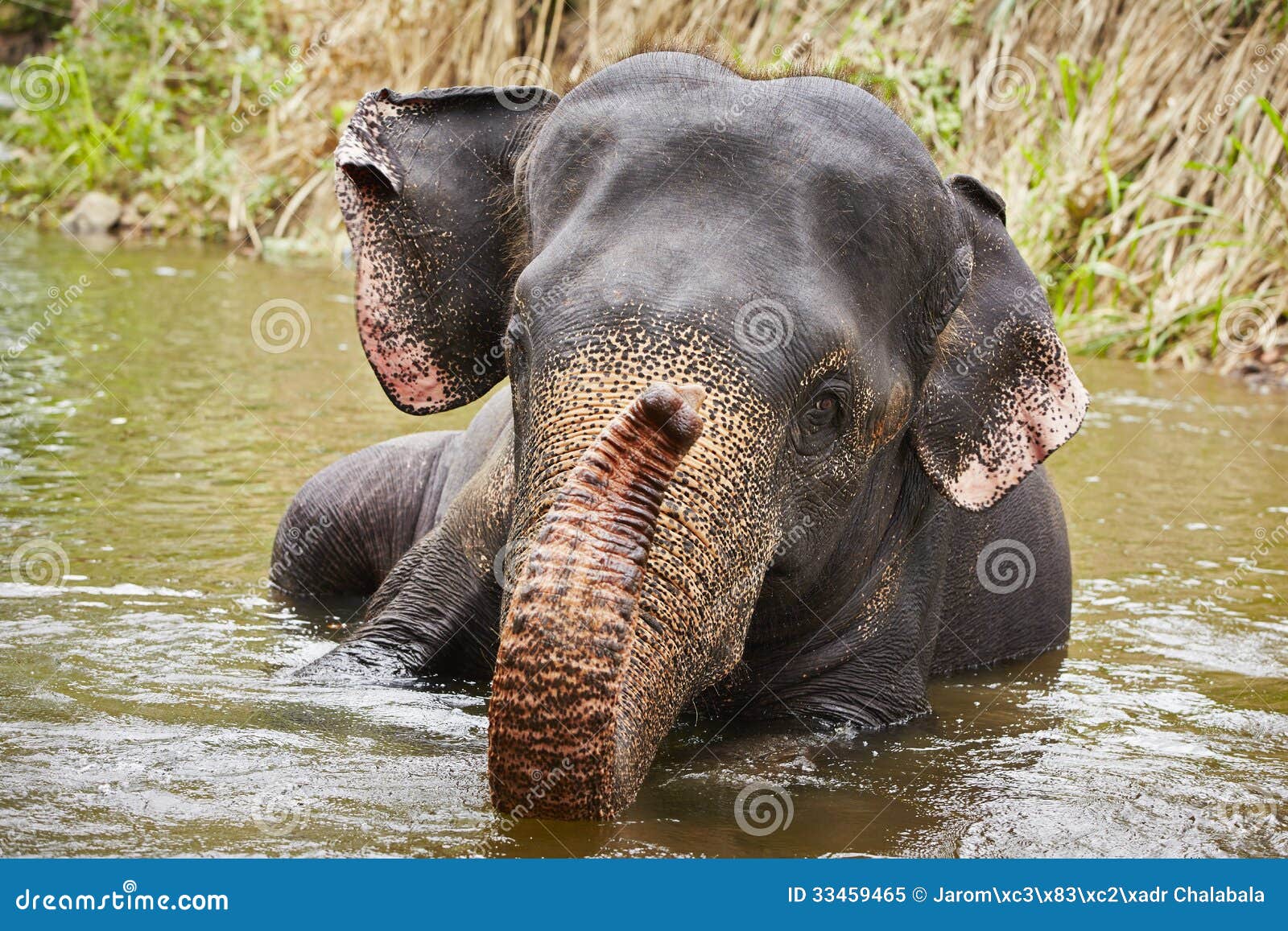 Elephant stock image. Image of lying, river, relaxation - 33459465