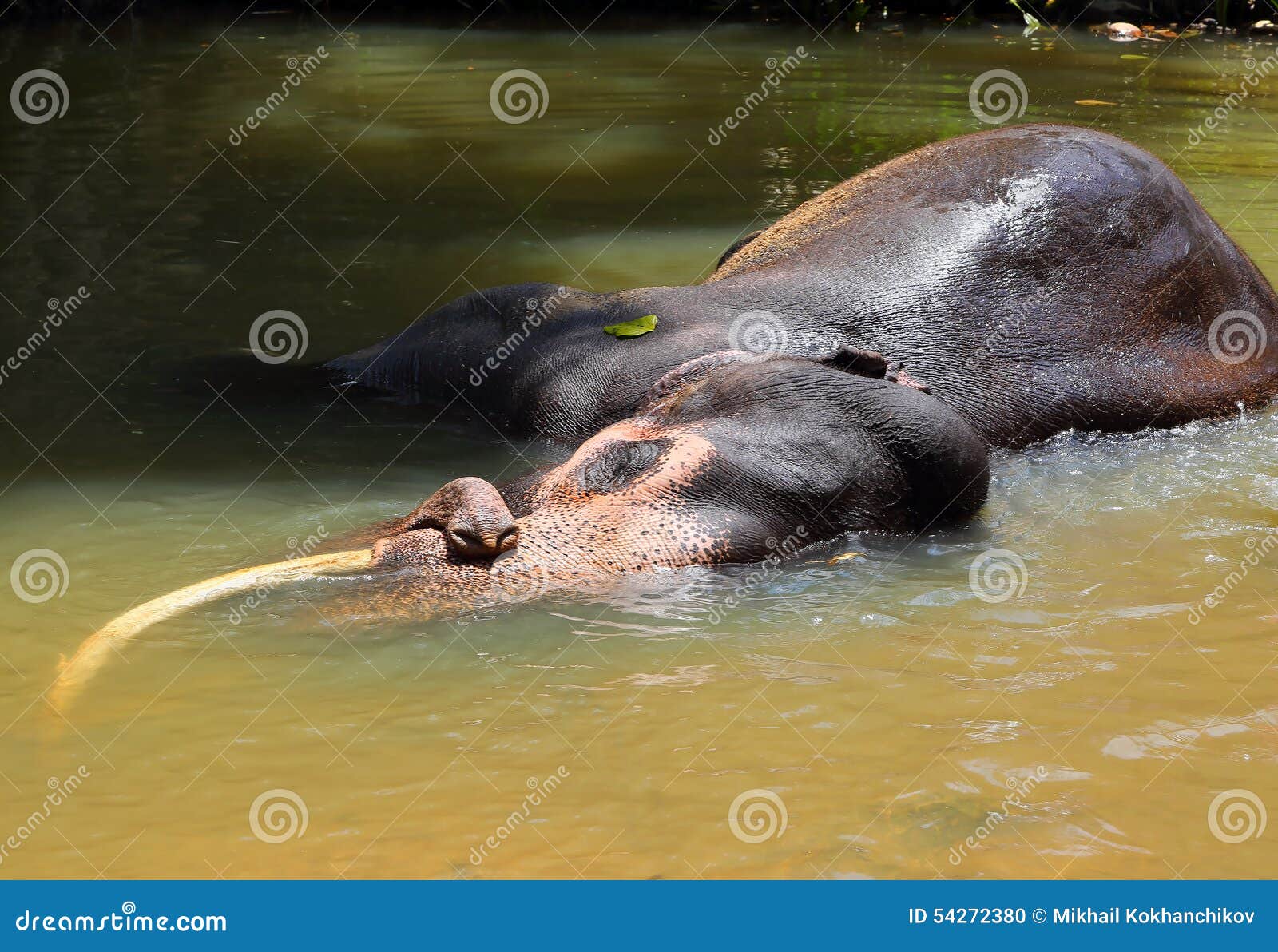 Elephant lying in river stock photo. Image of water, asia - 54272380