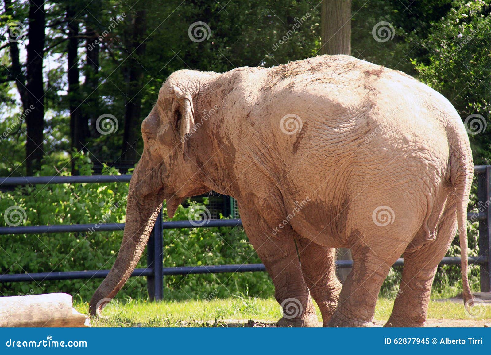 Elephant stock image. Image of mammals, specimen, backgrounds - 62877945