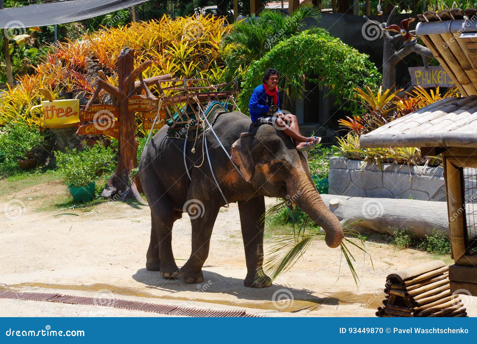 Elephant with Mahout Sits on Its Back Editorial Image - Image of nature ...