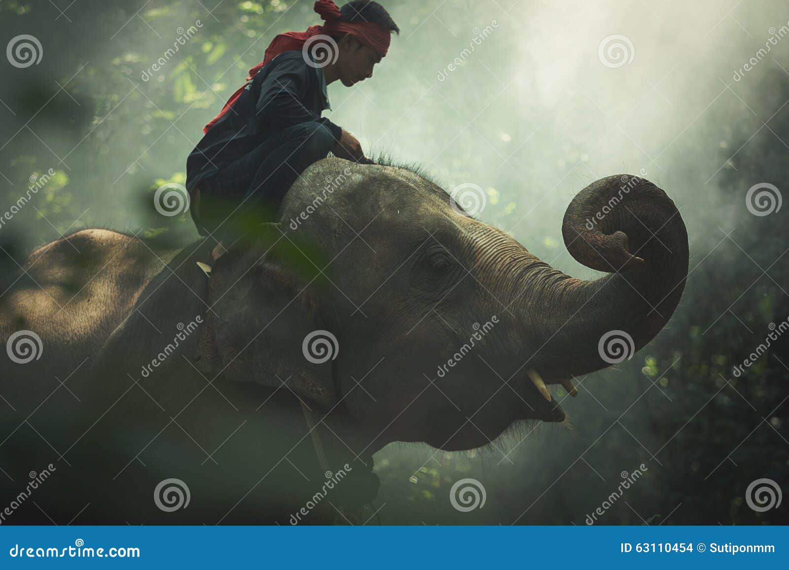 Elephant with Mahout in Wildlife Stock Photo - Image of huntsman, laos ...