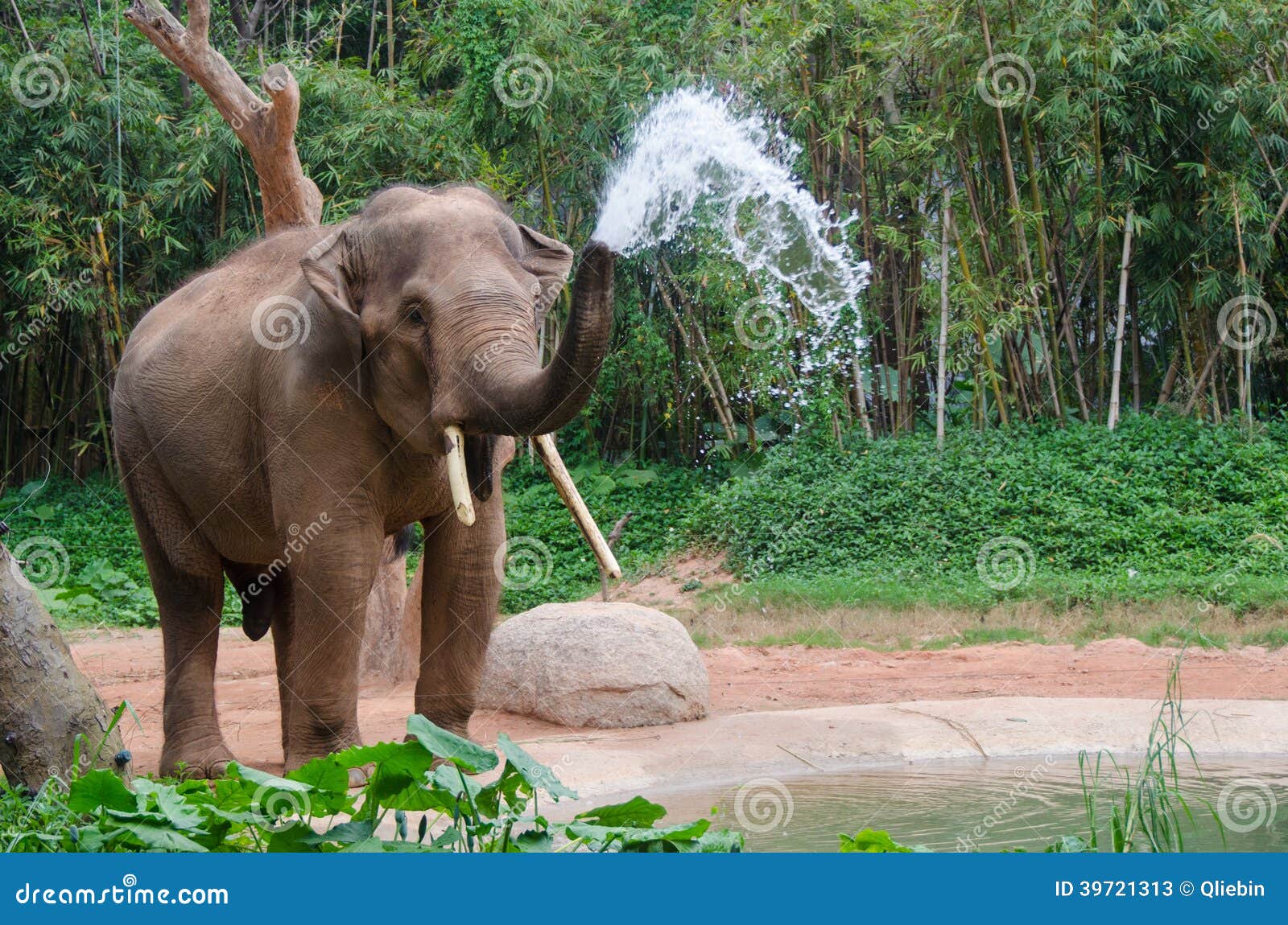 Elephant Make Water Spray - Nature Shower Stock Image - Image of green ...