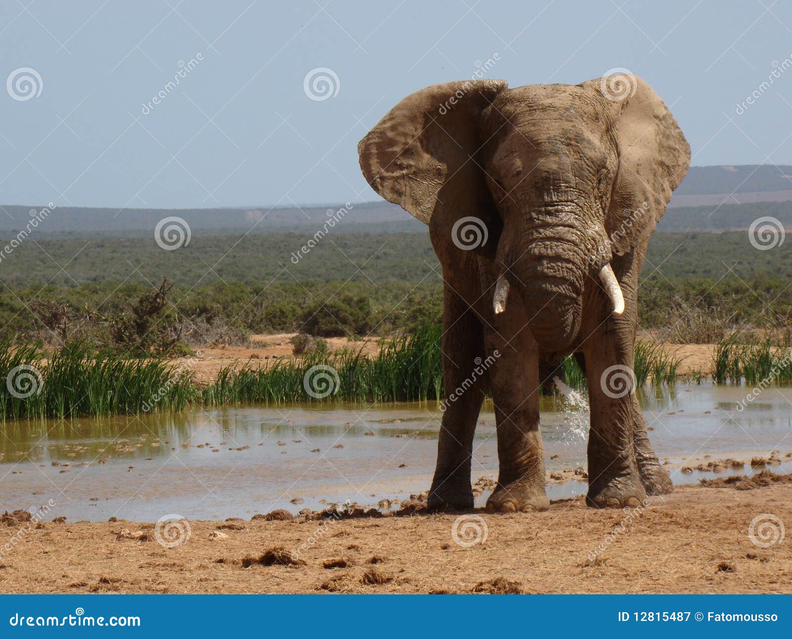 Elephant Leader Stock Photo | CartoonDealer.com #9254460