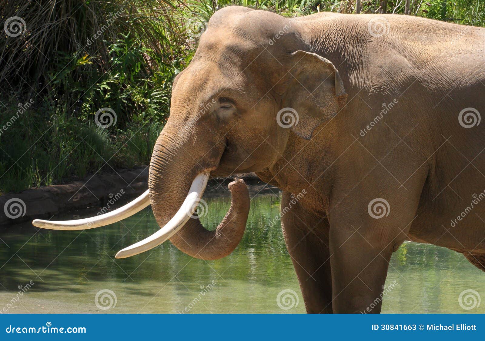 Elephant stock image. Image of grey, head, long, environment - 30841663