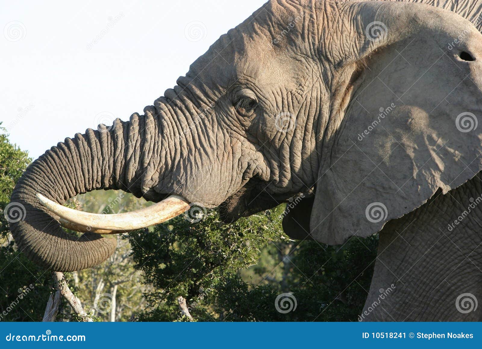 Elephant Male Bull stock image. Image of huge, large - 10518241