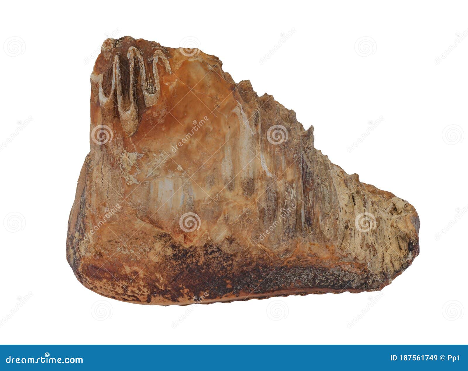 Elephant or Mammoth Stool Tooth Isolated on White Stock Image - Image ...