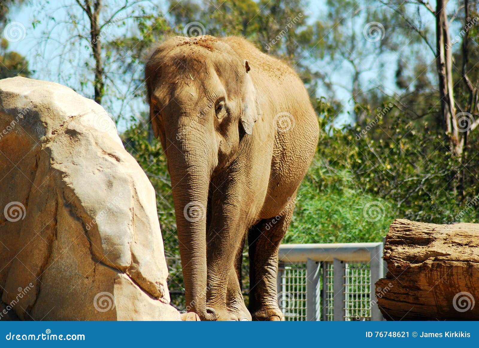 Elephant March editorial photo. Image of icon, captivity - 76748621