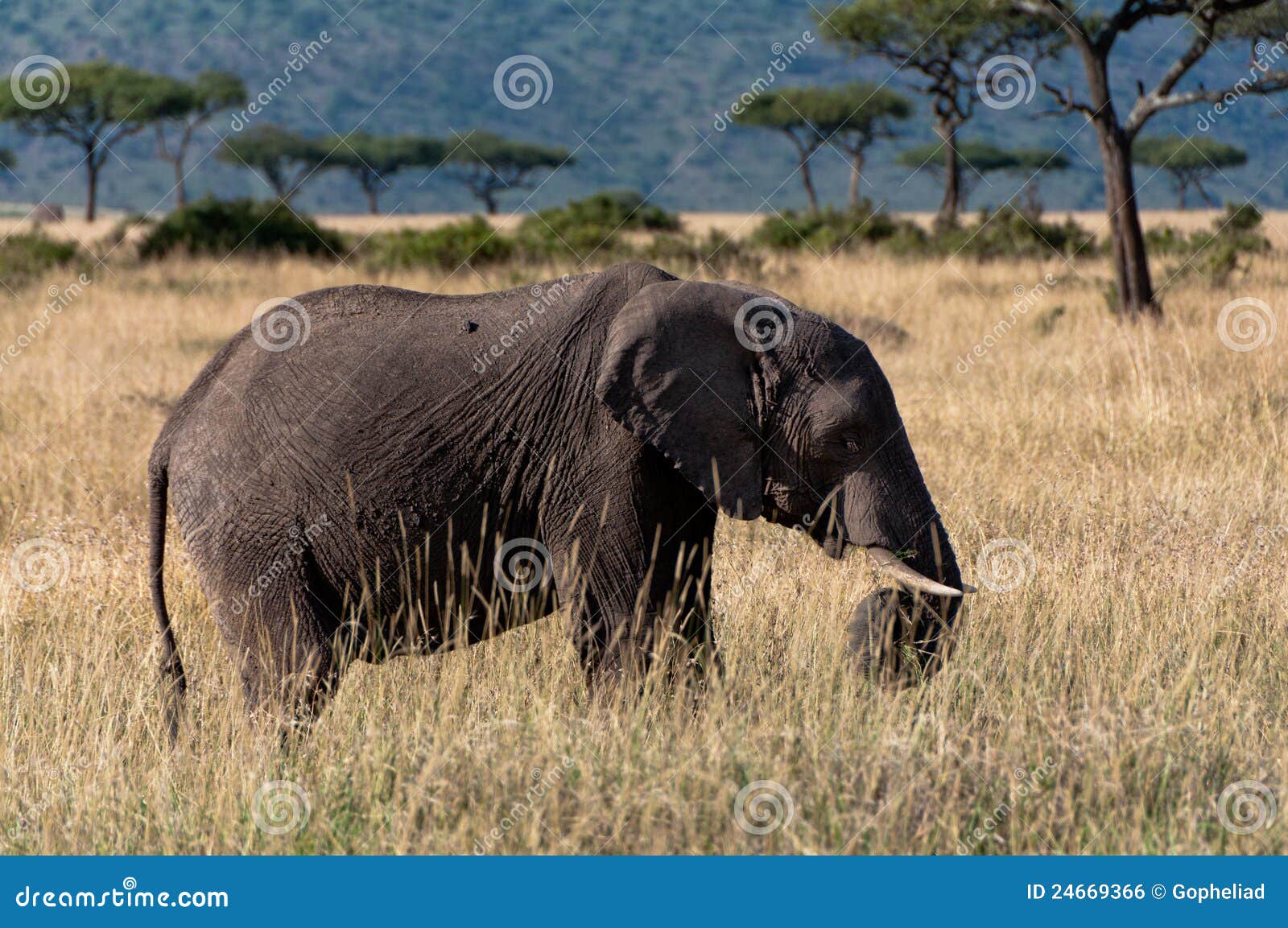 Elephant in Masai Mara stock photo. Image of tusk, masai - 24669366