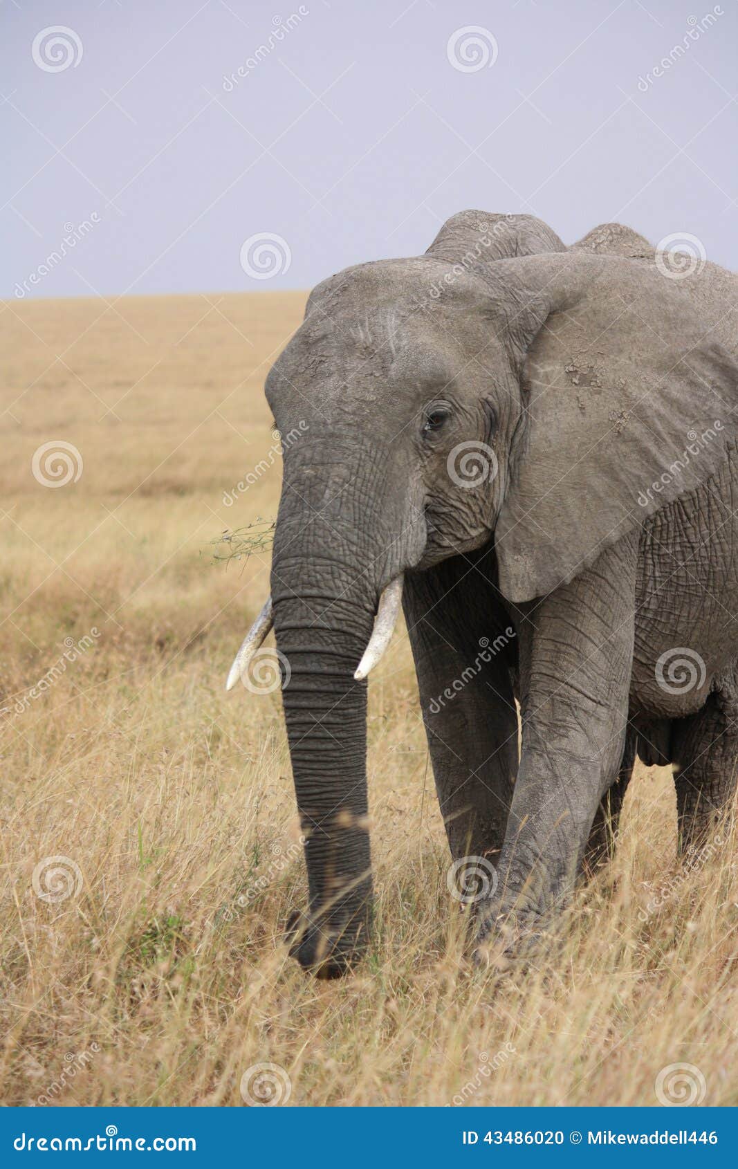 Elephant in the Masai stock photo. Image of kenya, animals - 43486020