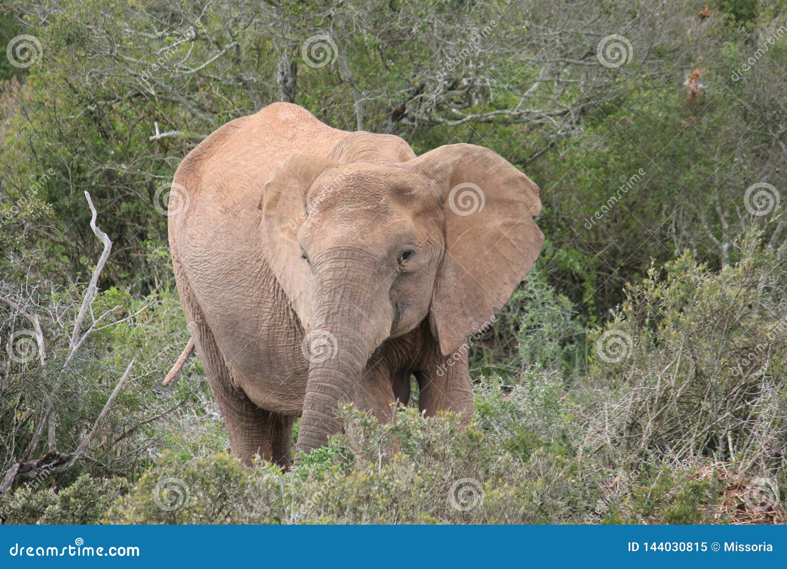 Elephant Looking at the Camera Stock Image - Image of mammal, cheeky ...