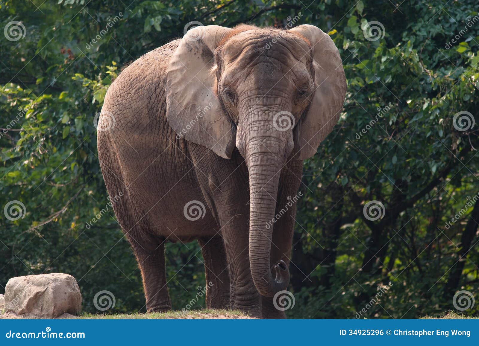 Elephant stock photo. Image of herbivore, outdoor, pachyderm - 34925296