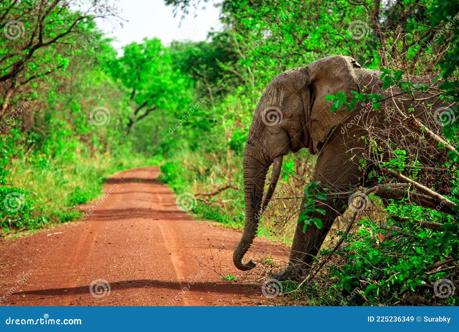Elephant in Mole National Park, Ghana Stock Image - Image of road, walk ...