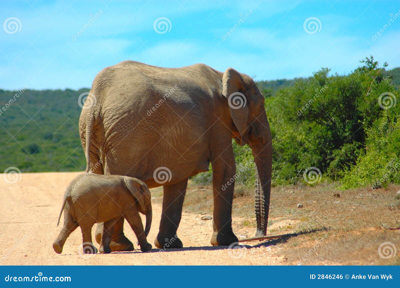 Elephant mom stock photo. Image of exotic, action, game - 2846246