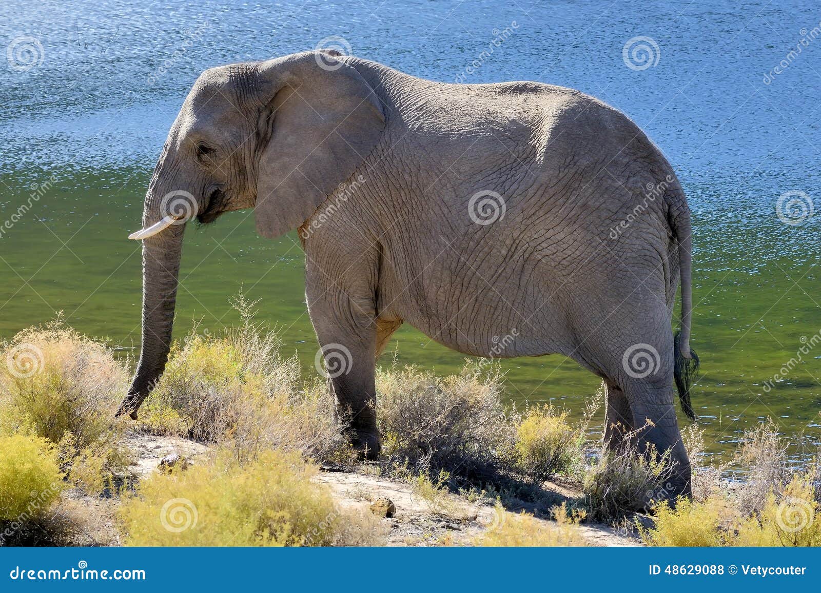 Elephant in the Morning Sun Stock Photo - Image of feeding, flora: 48629088