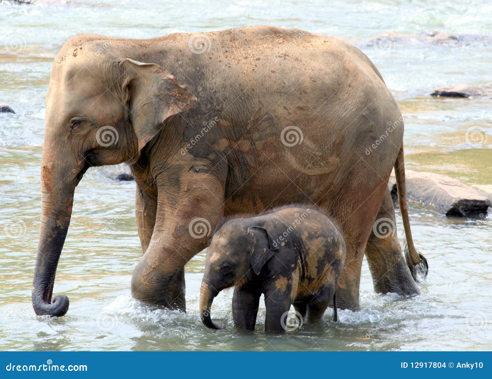 Elephant Mother and Child stock photo. Image of play - 12917804