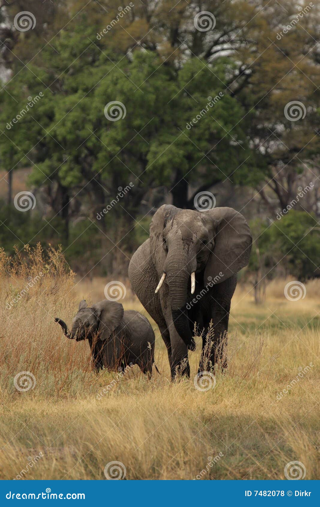 Elephant mother with cub stock photo. Image of pachyderm - 7482078
