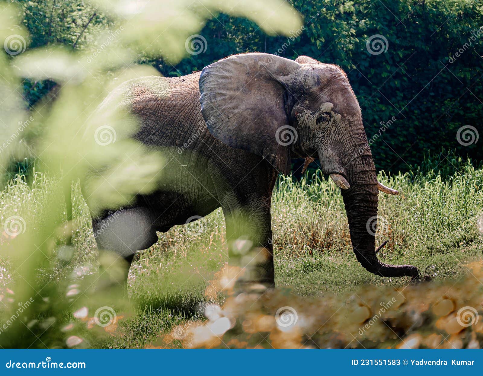 Elephant Moving in a Jungle Stock Image - Image of mammal, portrait ...