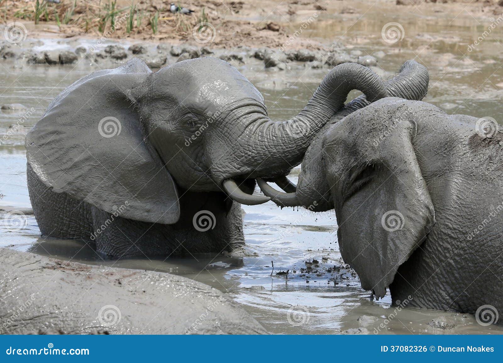 Elephant Mud Bath stock photo. Image of natural, dangerous - 37082326