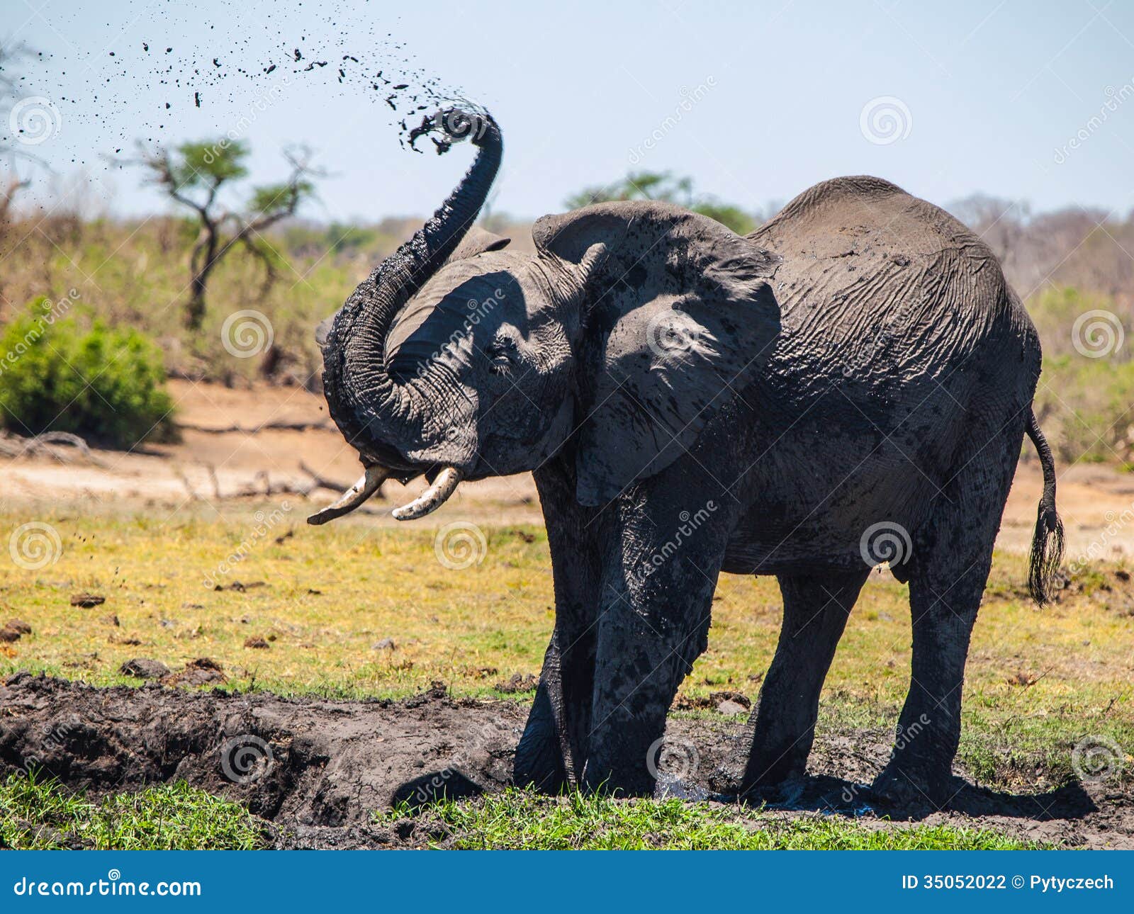 Elephant mud splash stock photo. Image of safari, blow - 35052022