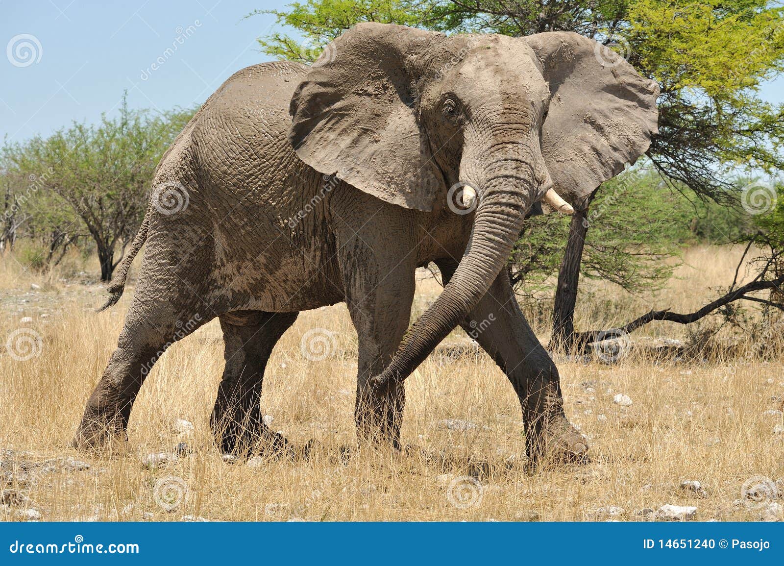 Elephant, Namibia stock photo. Image of elephant, wildlife - 14651240