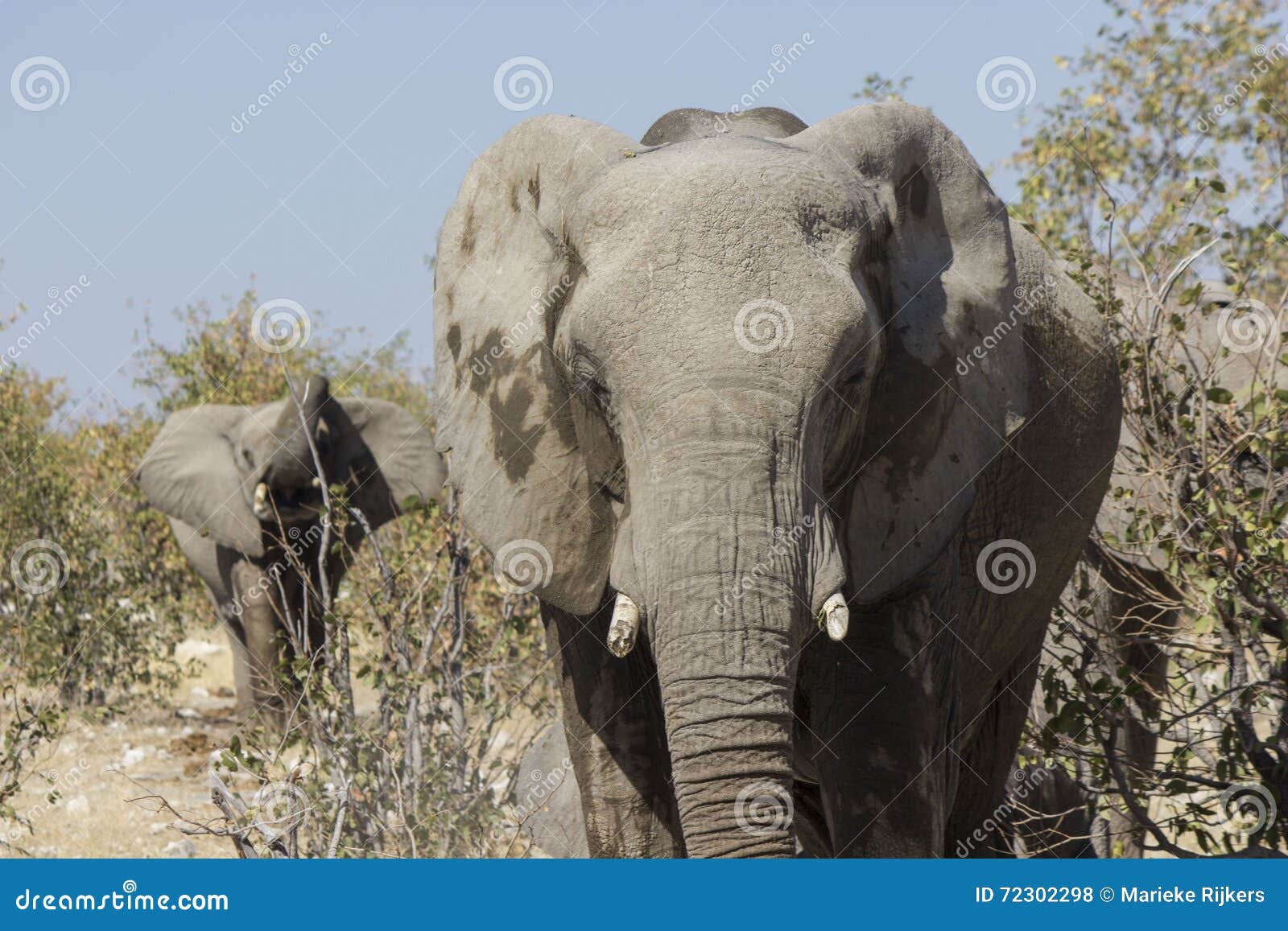 Elephant, Namibia stock photo. Image of horn, africa - 72302298