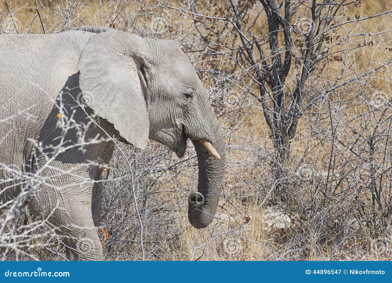Elephant stock image. Image of africa, nature, reserve - 44896547