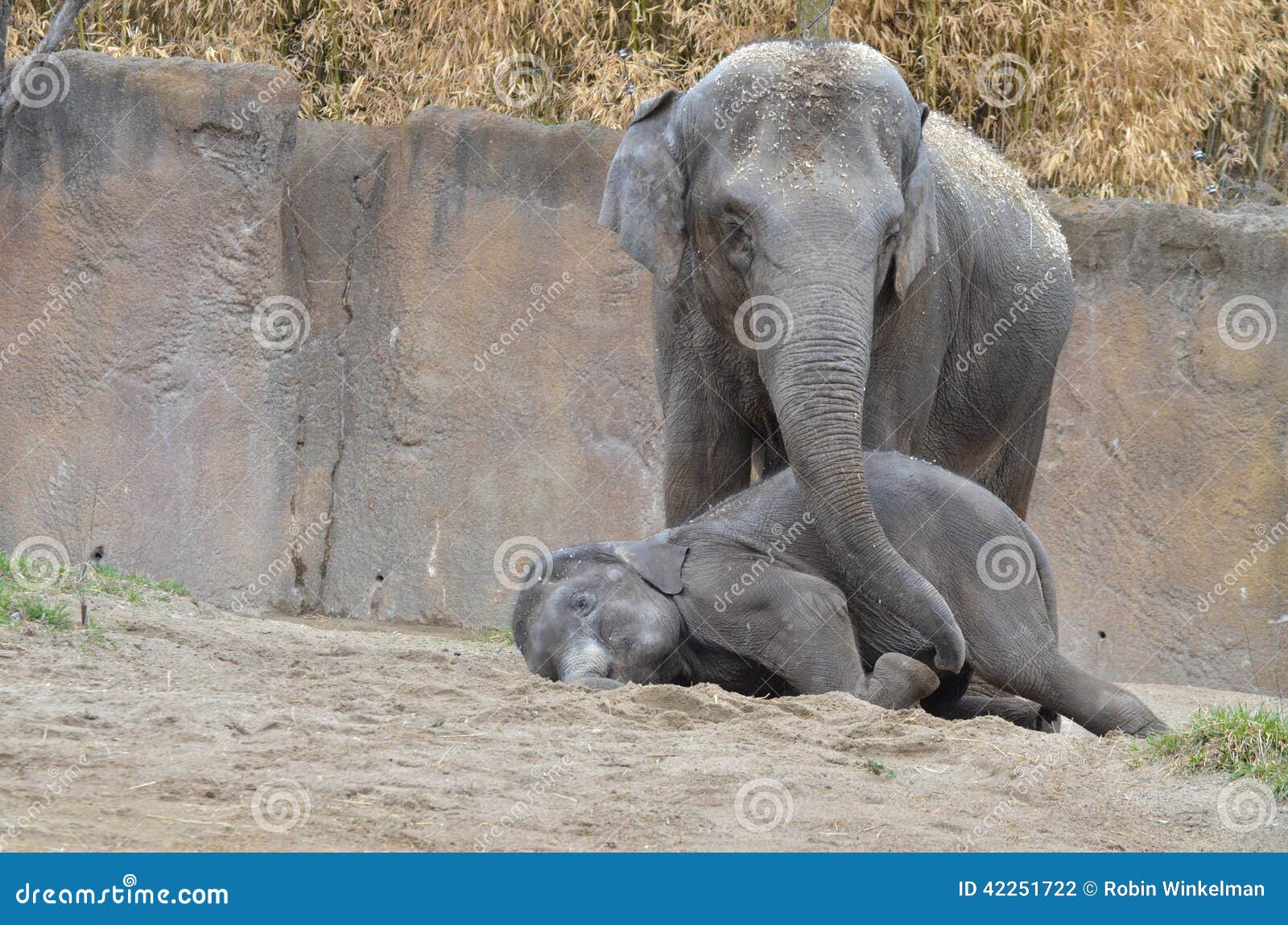 Elephant nap time stock photo. Image of sleepy, calf - 42251722