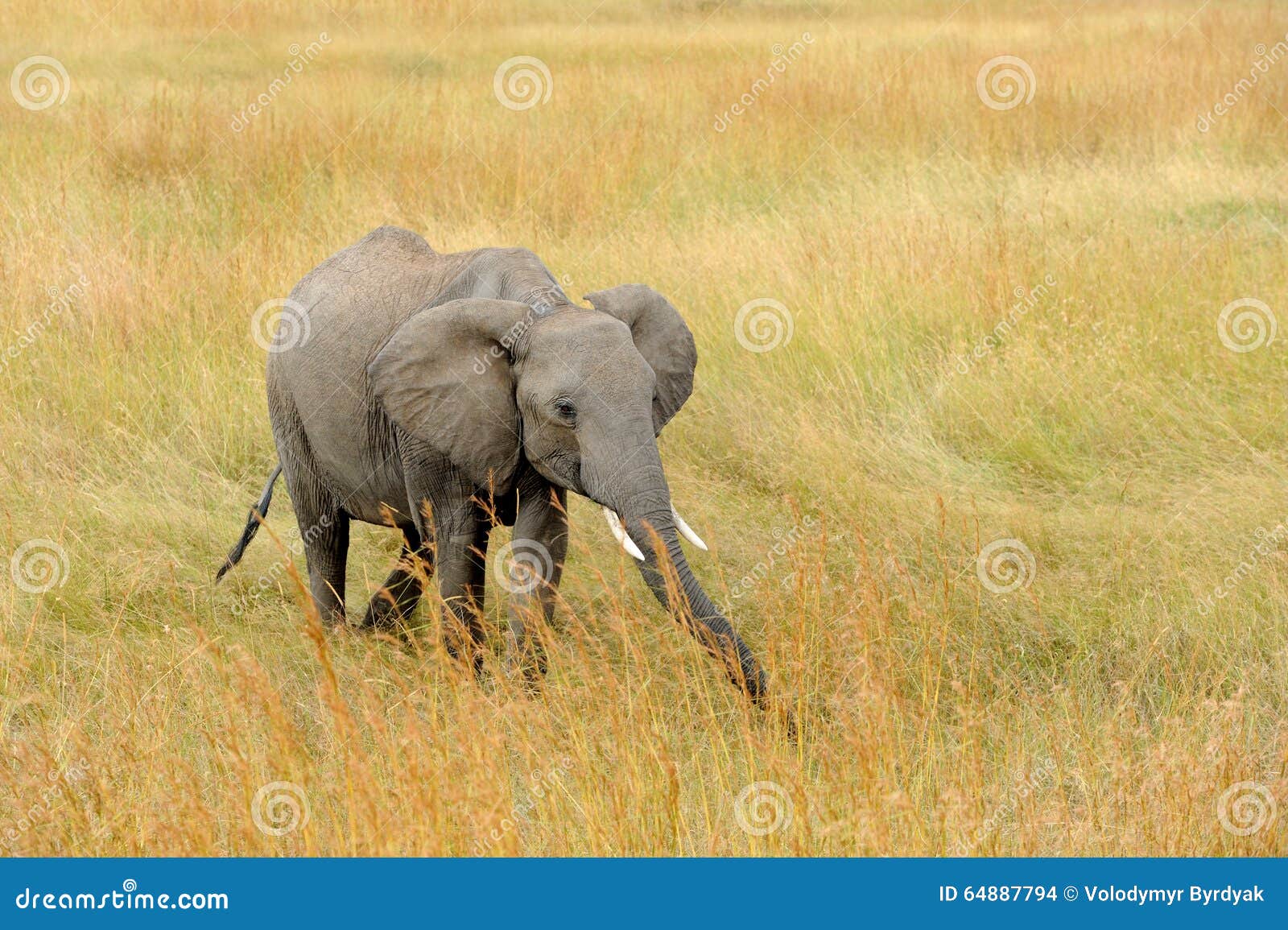 Elephant in National Park of Kenya Stock Photo - Image of national ...