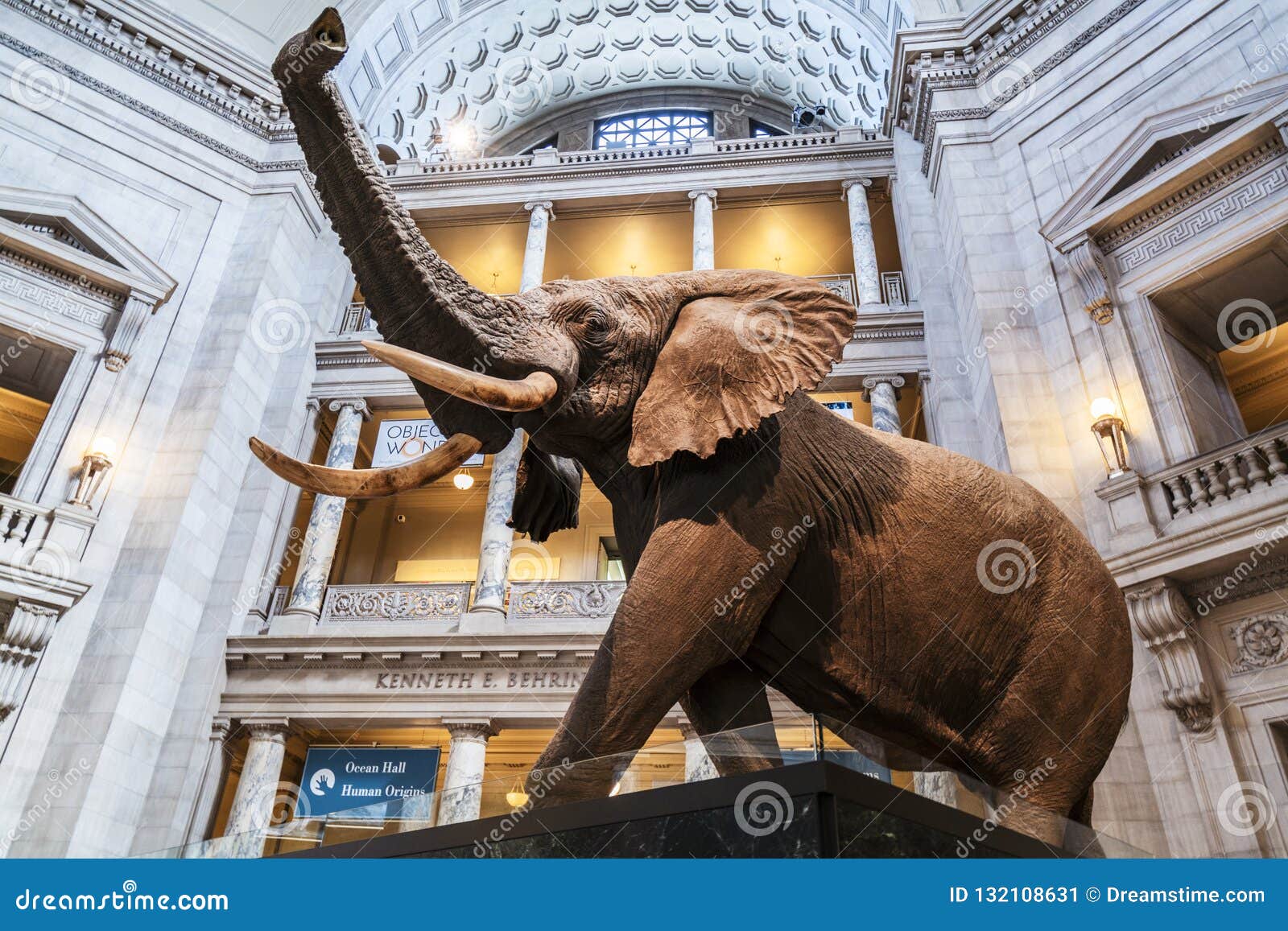 Elephant in the Natural History Museum Editorial Photo - Image of ...