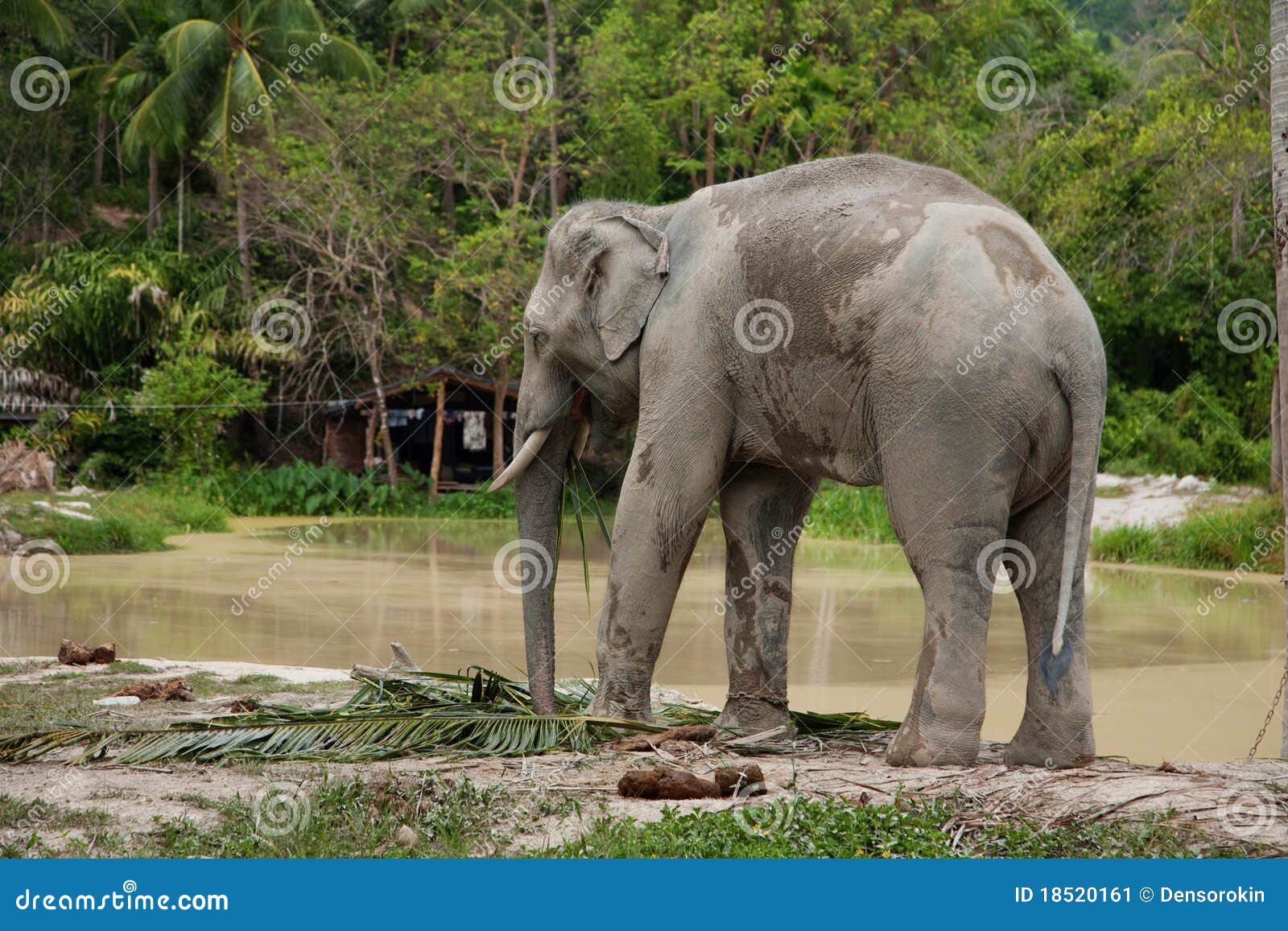 Elephant near lake stock image. Image of chain, endangered - 18520161