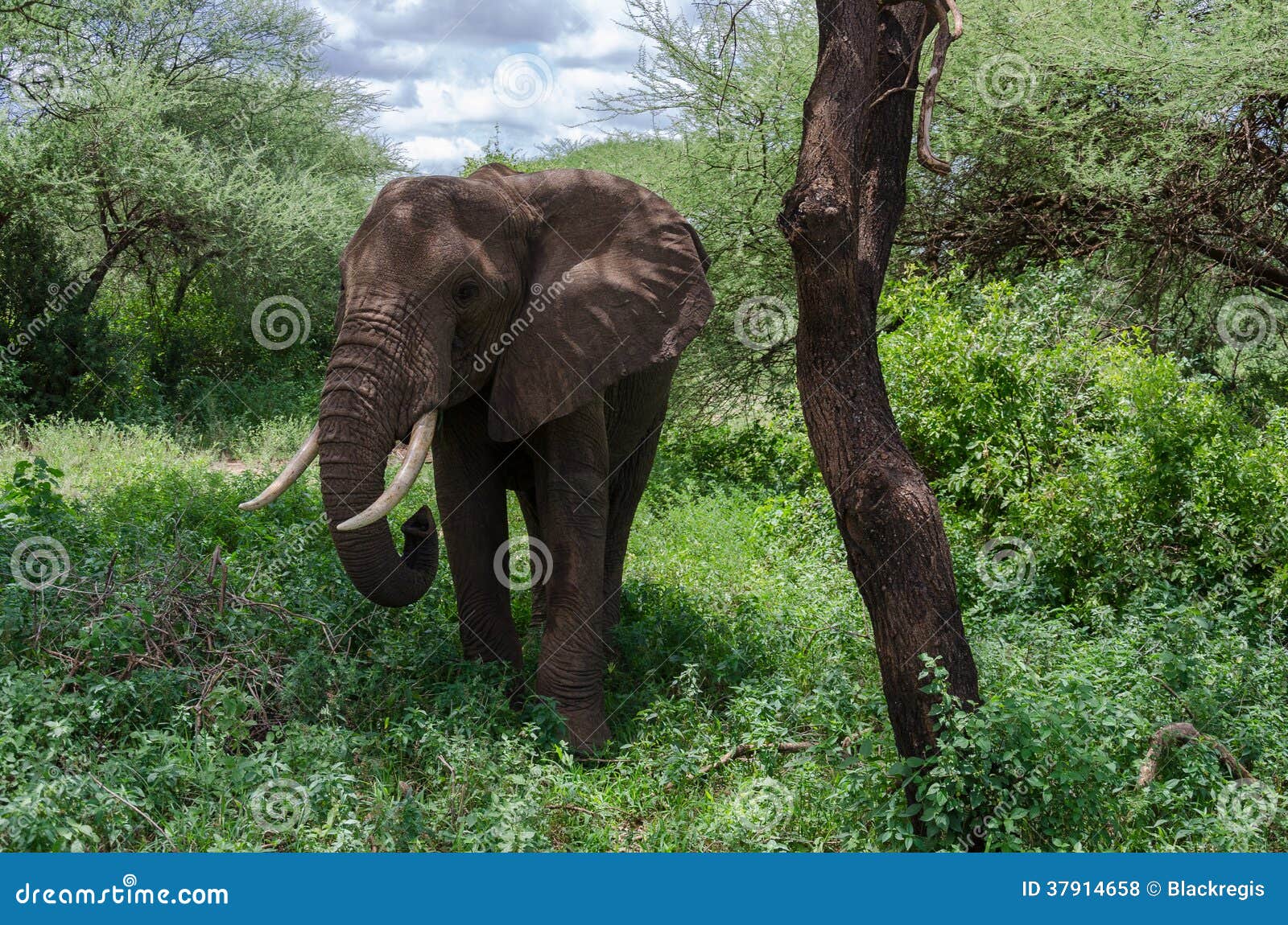 Elephant near tree stock photo. Image of proboscis, loxodonta - 37914658