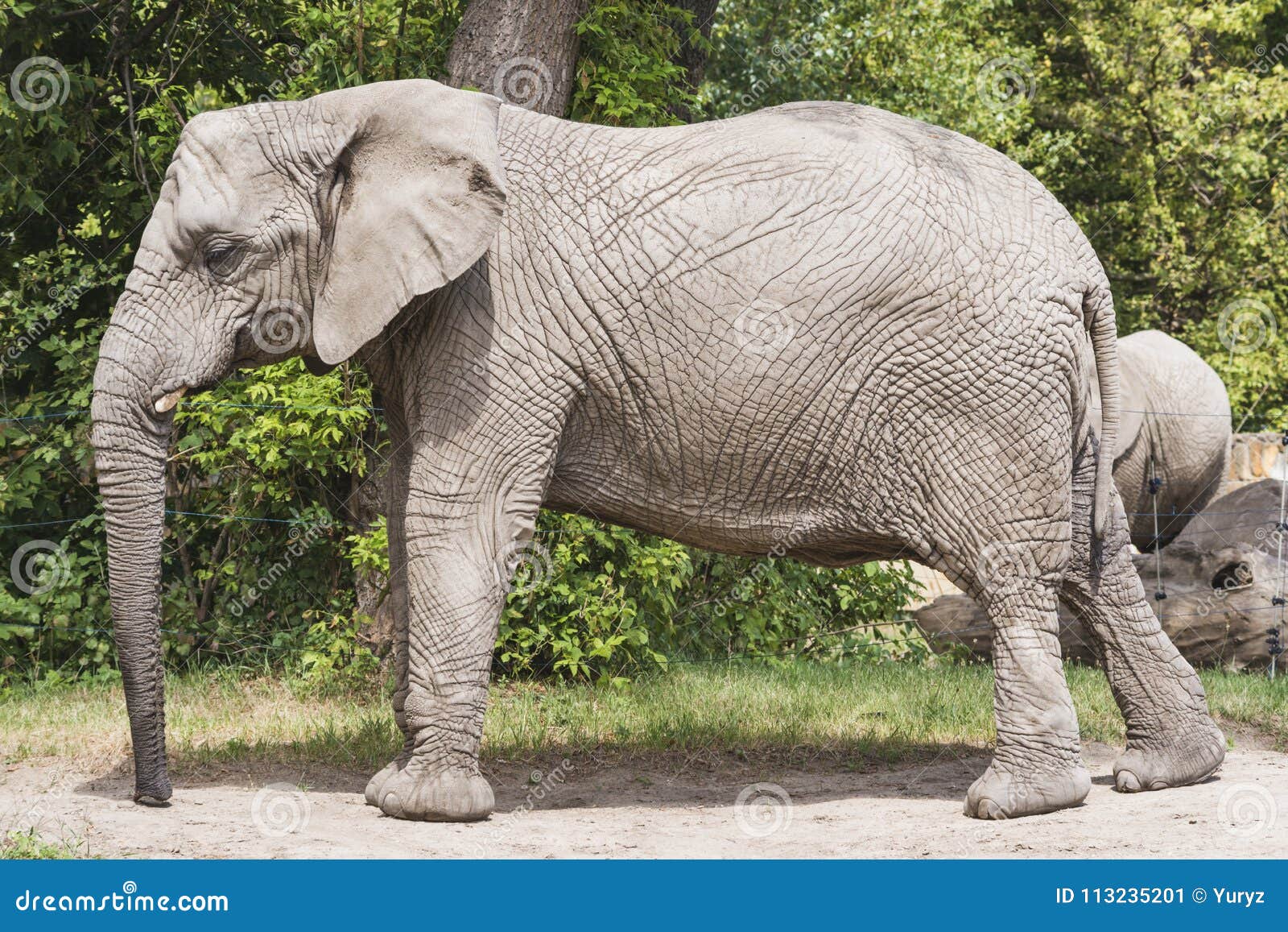 Elephant near tree stock image. Image of landscape, summer - 113235201