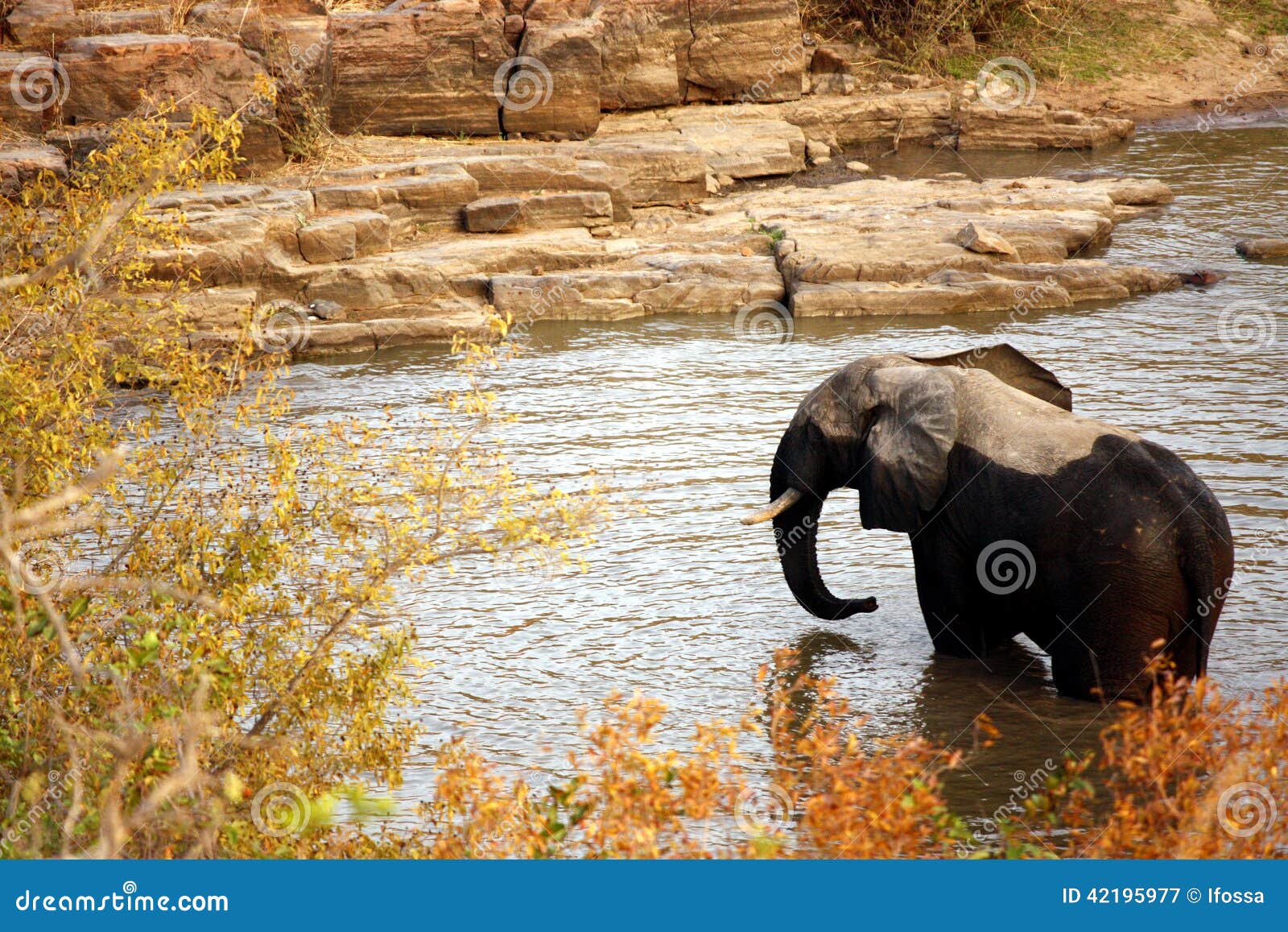 Elephant - Niger stock image. Image of river, elephant - 42195977