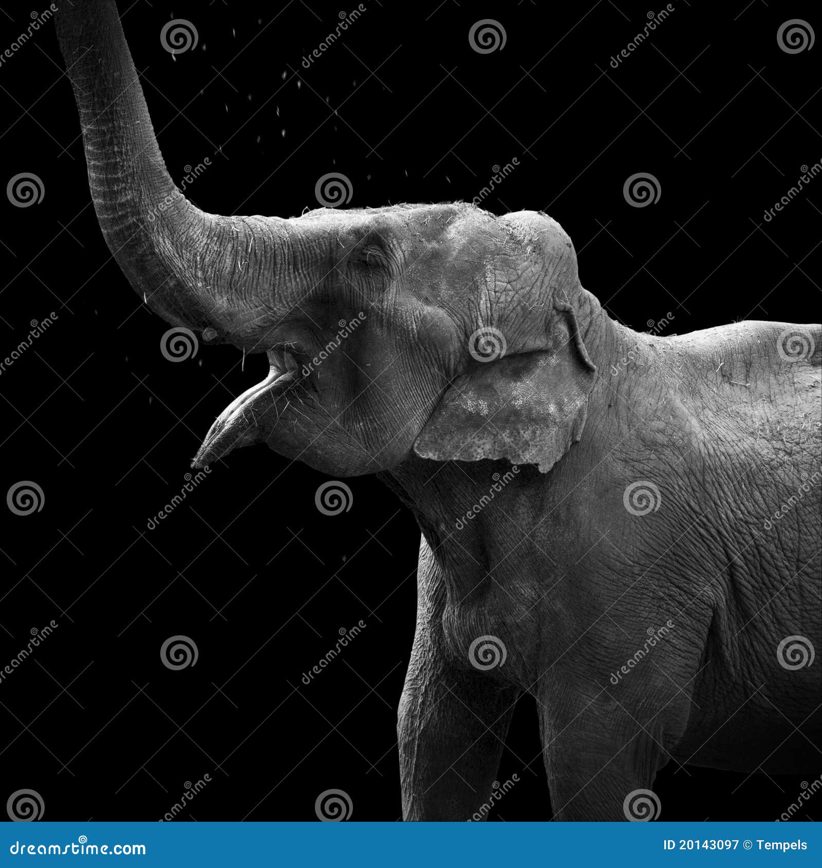 Elephant at night stock image. Image of tusk, elephant - 20143097