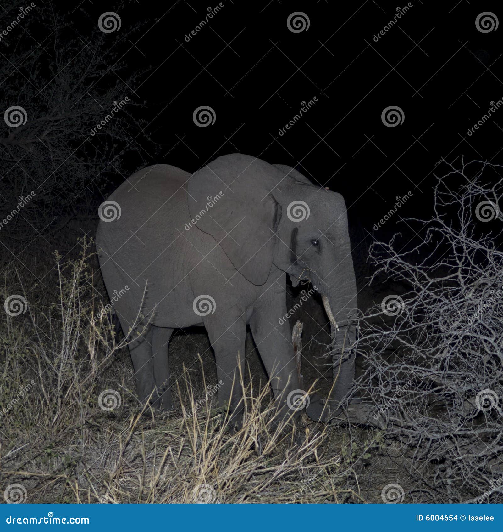 Elephant in the night stock photo. Image of fauna, wild - 6004654