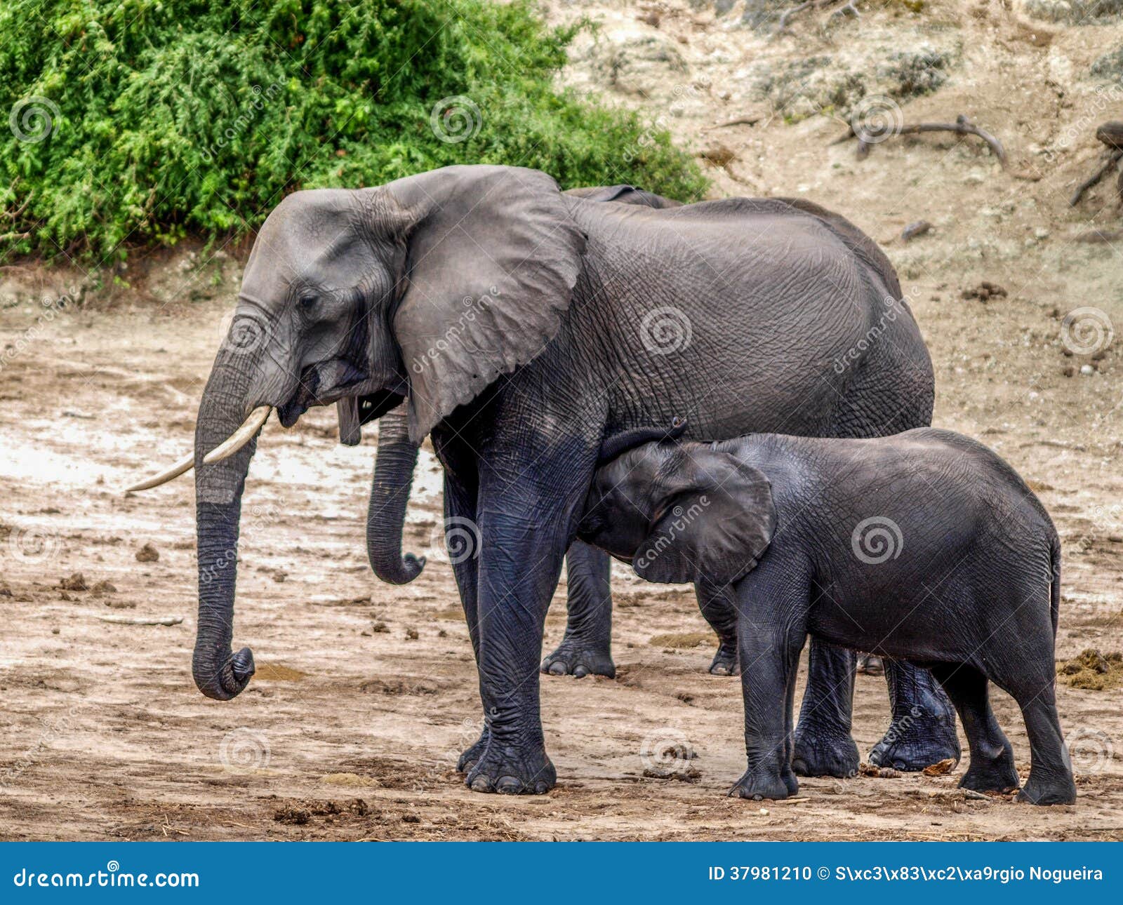Elephant nursing stock photo. Image of nursing, wildlife - 37981210