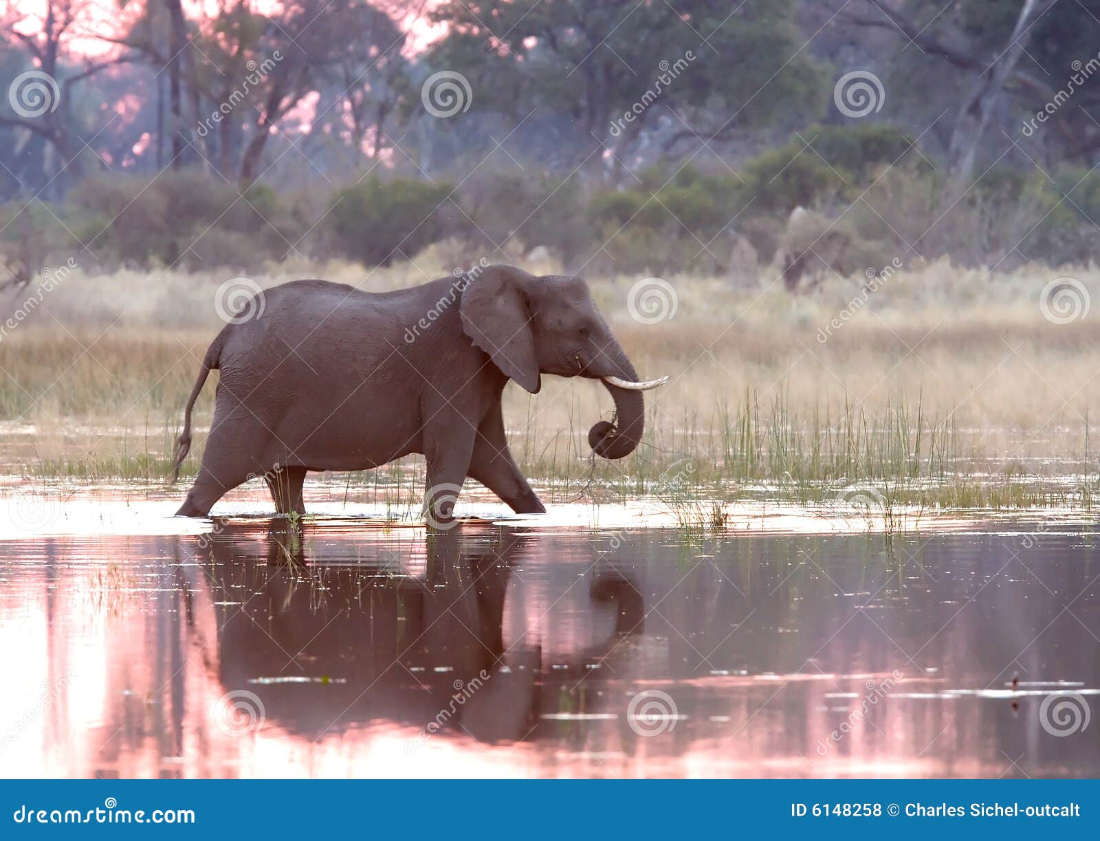 Elephant in Okavango Delta stock photo. Image of outdoor - 6148258