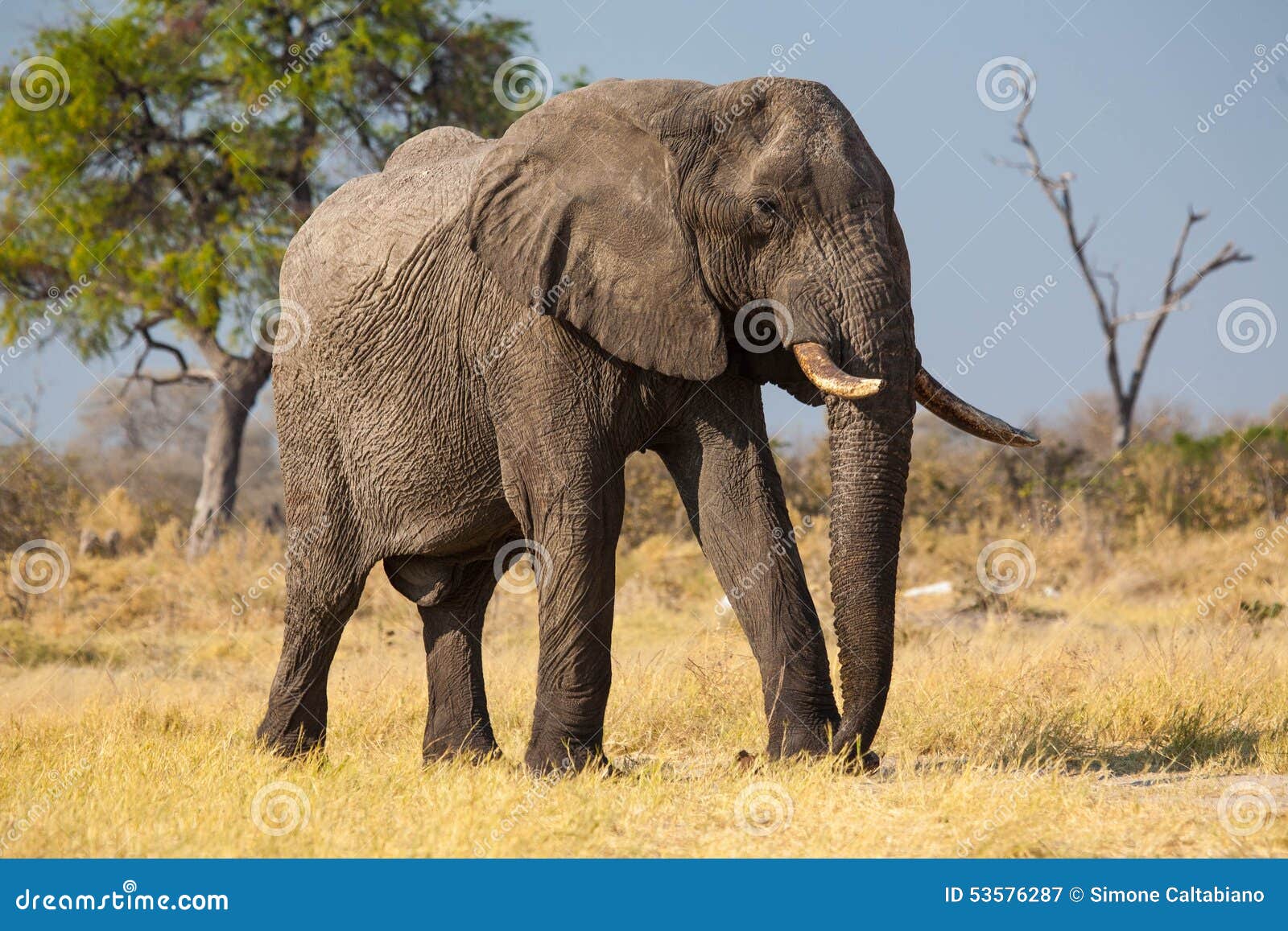 Elephant stock image. Image of africana, male, grey, adult - 53576287
