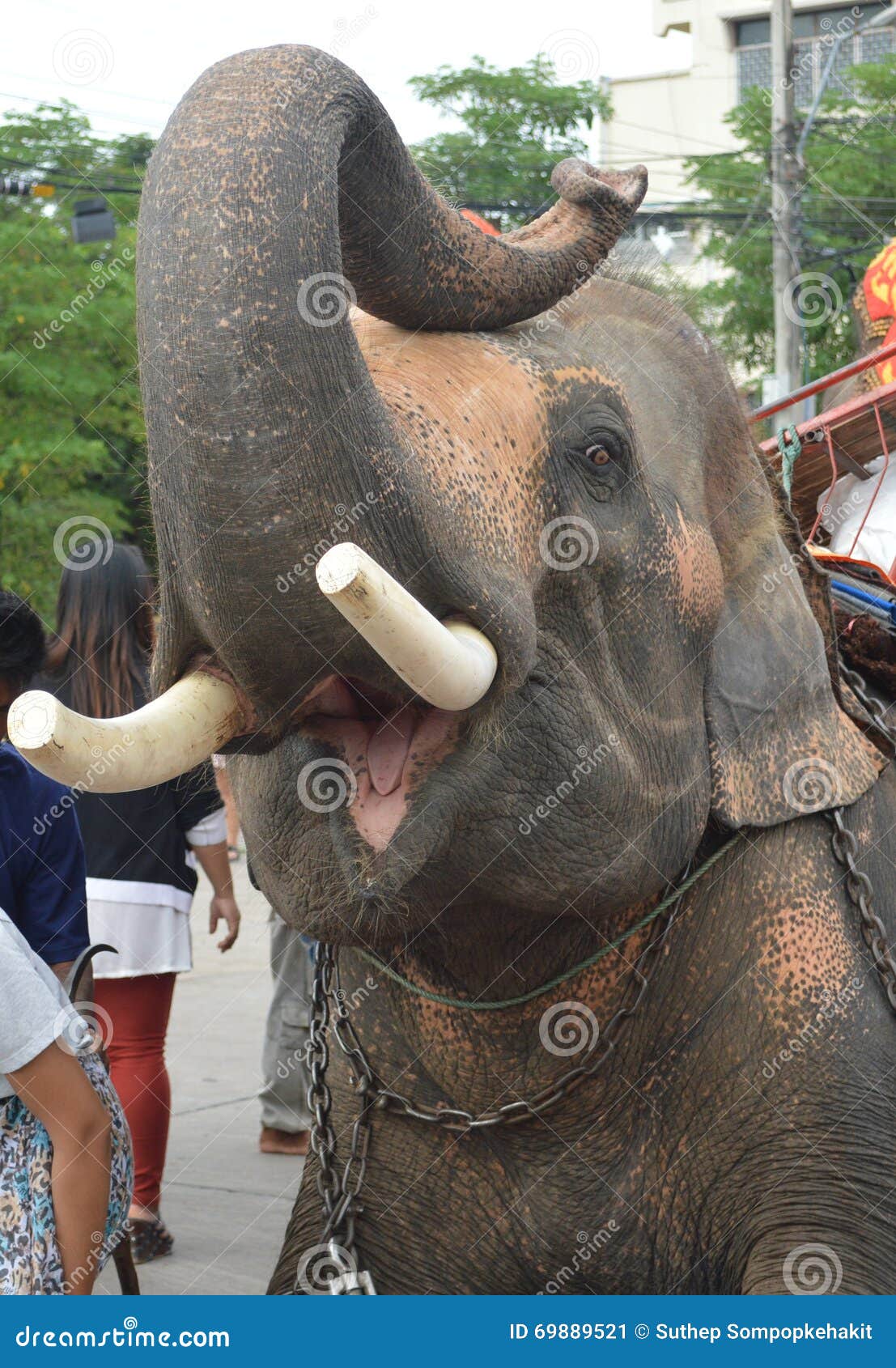 Elephant with open mouth stock image. Image of nature - 69889521