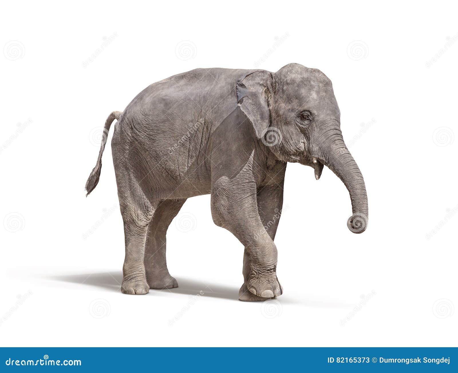 White Elephant Statue Stock Photography | CartoonDealer.com #30294842