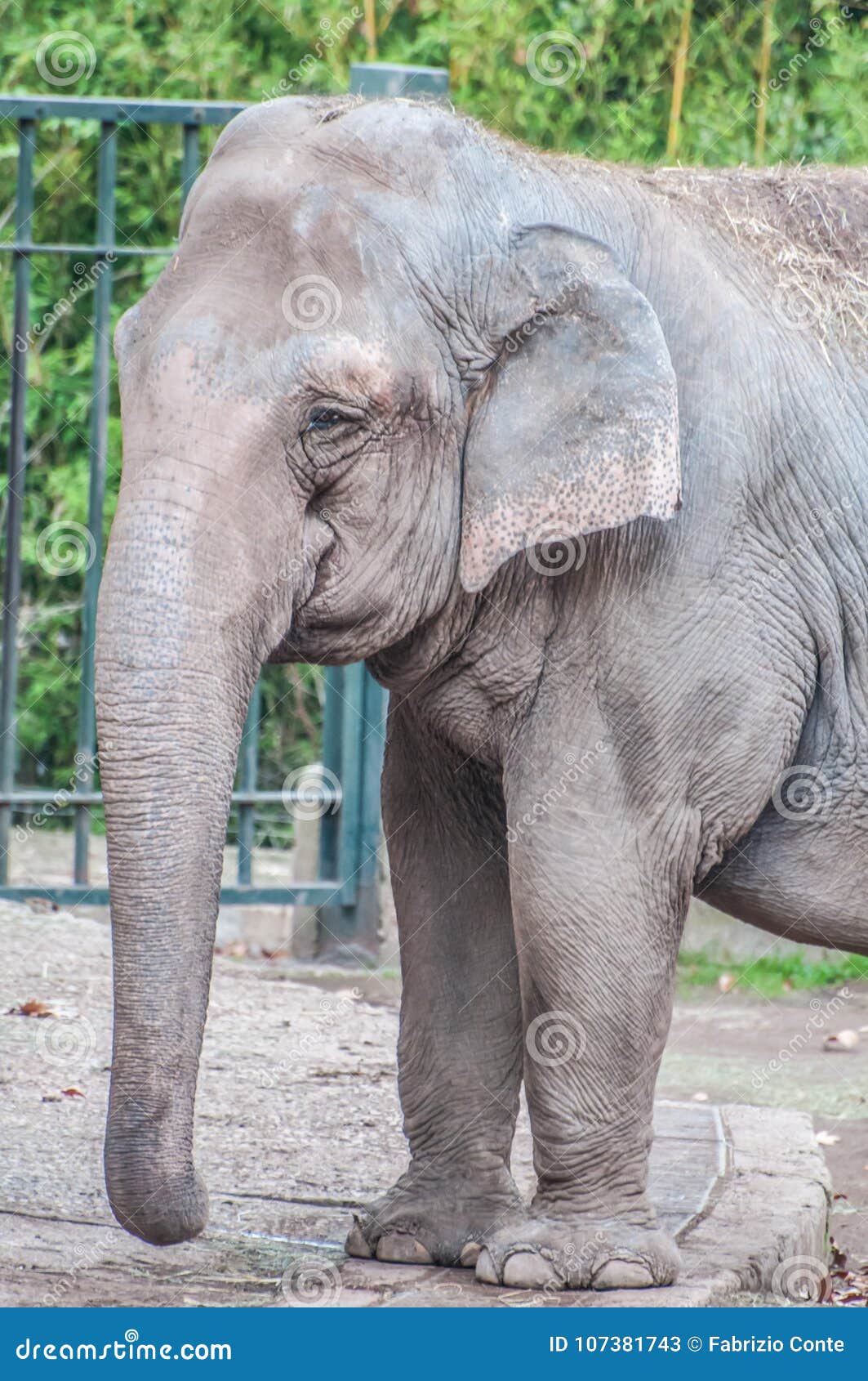 Elephant pachyderm stock image. Image of nature, toys - 107381743
